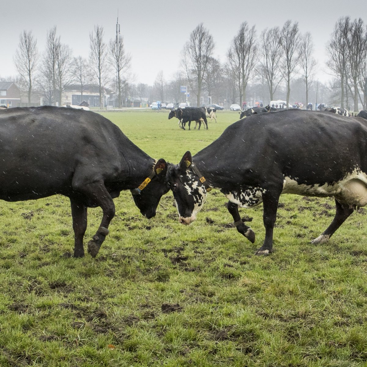 Terugblik: Fokken met dieren: voor wie doen we dat? | Rathenau Instituut