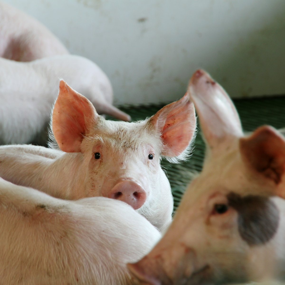 Dialoog over het dier als donor | Rathenau Instituut